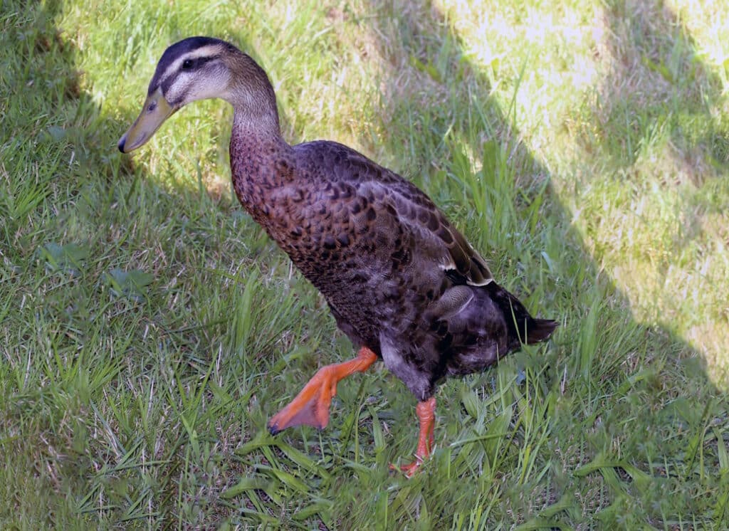 Laufente – Die Ente – Haltung, Zucht und Futter Laufente – Die Ente – Haltung, Zucht und Futter