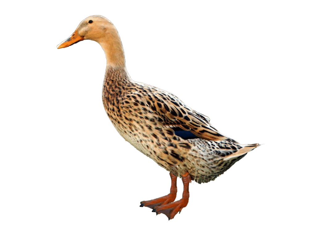 Laufente – Die Ente – Haltung, Zucht und Futter